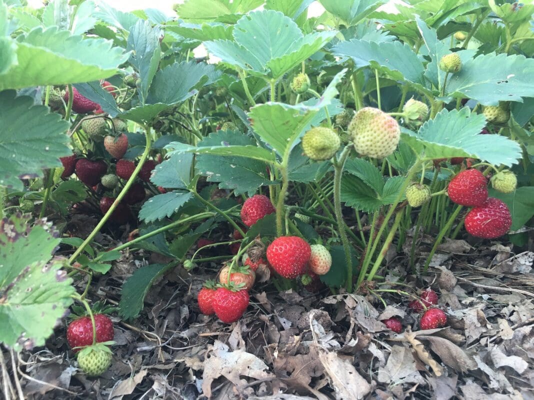 Always Room for Strawberries - Carthage News Online