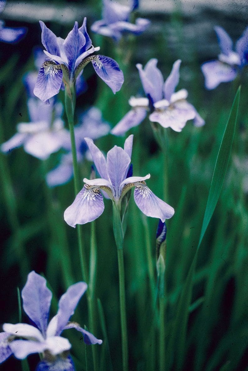Perennial Gardens for Beauty All Season - Carthage News Online